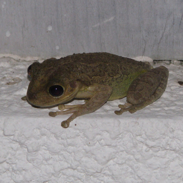 Cuban tree frog | Project Noah