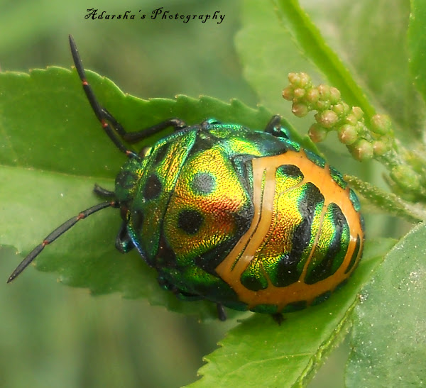 Jewel Bug Nymph | Project Noah