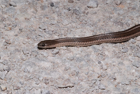 Lined snake | Project Noah