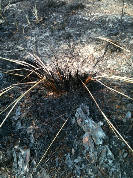 Wiregrass immediately after a burn | Project Noah