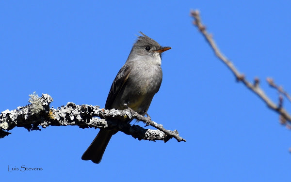 Greater Pewee | Project Noah