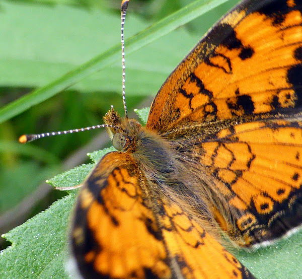 Northern Crescent | Project Noah