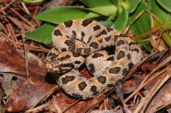 Western pygmy rattlesnake | Project Noah