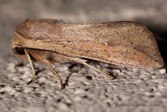 Armyworm Moth | Project Noah