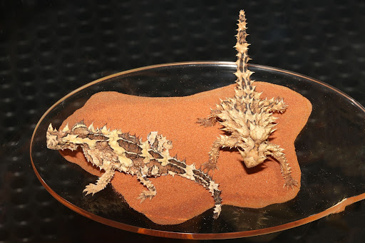 Museum & Art Gallery of the Northern Territory (MAGNT), Australia ...