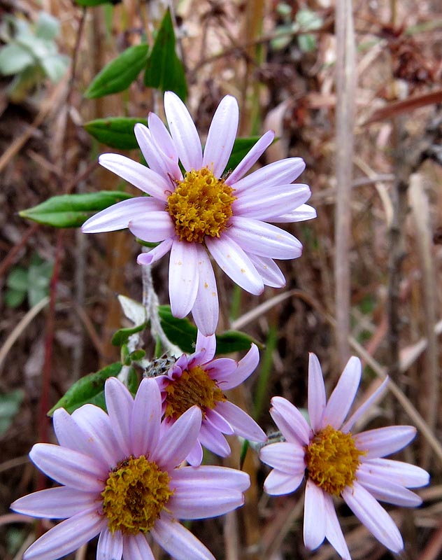 Bushman's Tea | Project Noah