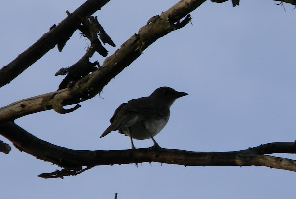 mirla ollera - black billed thrush | Project Noah