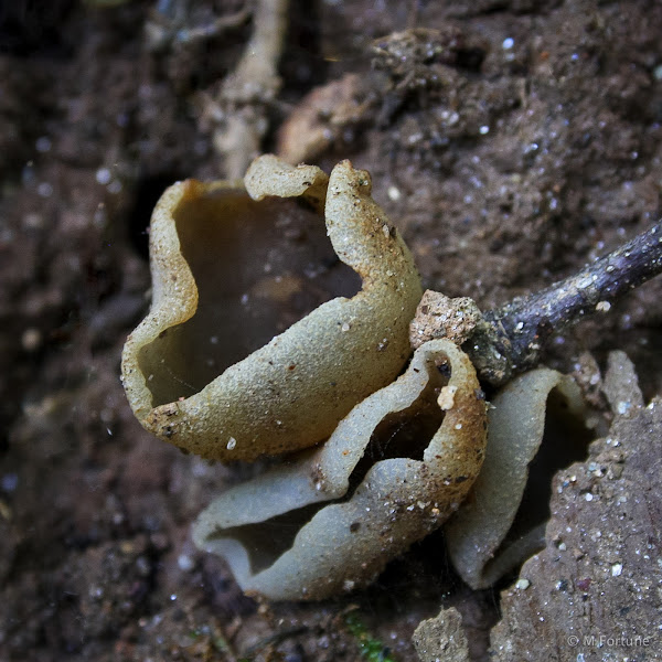 Bladder Cup | Project Noah