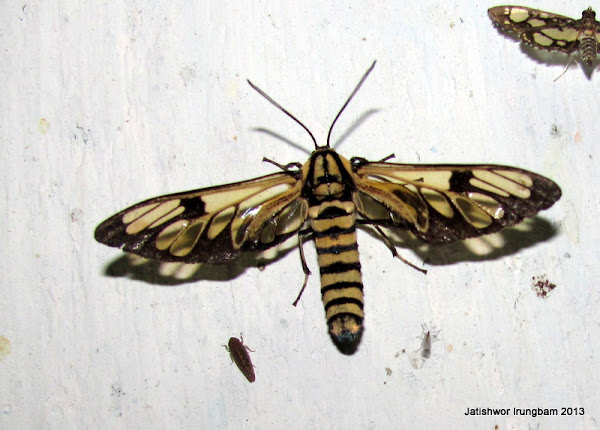 Arctiidae, Syntominae | Project Noah