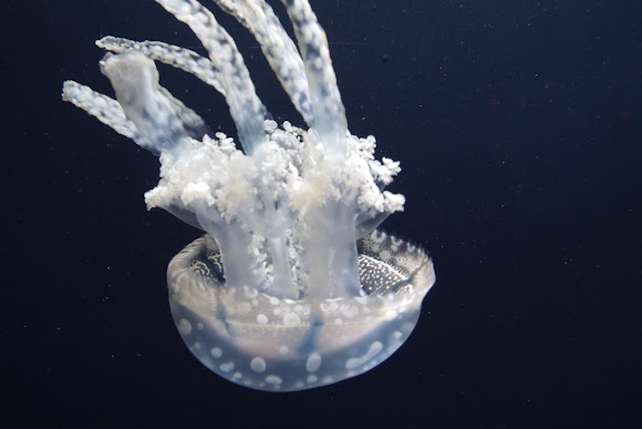 Spotted jelly | Project Noah