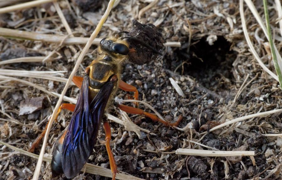 Great golden digger wasp (female excavating a nest) | Project Noah