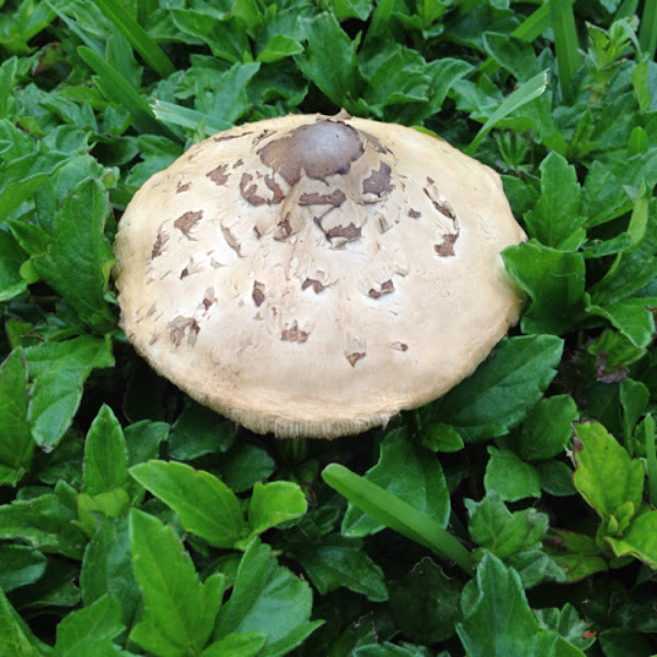 false parasol mushroom | Project Noah