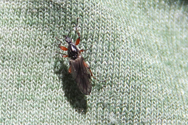 March Fly | Project Noah