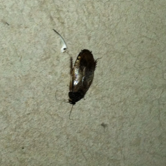 Surinam cockroach | Project Noah