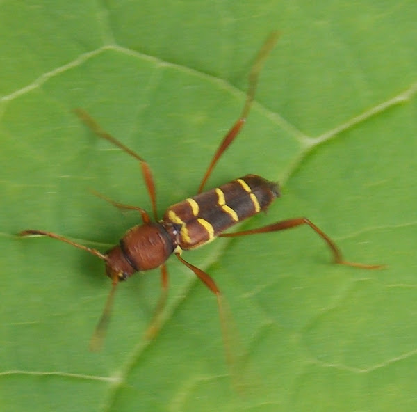 Red-headed Ash Borer | Project Noah