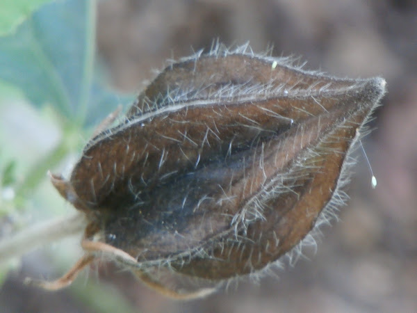 Musk Okra, Musk Mallow, Ambrette | Project Noah