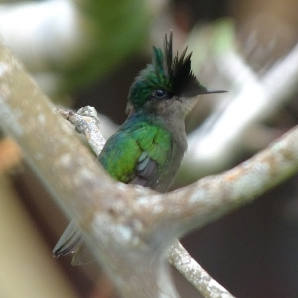 Antillean crested hummingbird | Project Noah