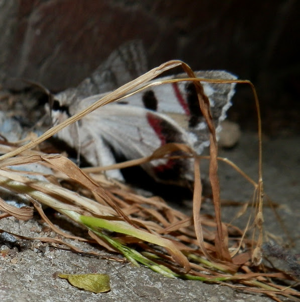 Red-lined Geometer | Project Noah