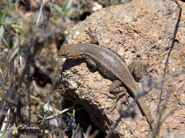 Lizard | Project Noah