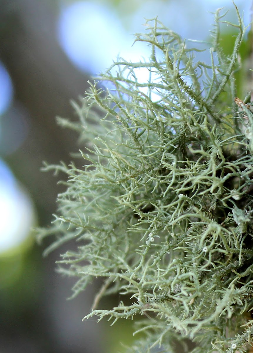 Beard Lichen | Project Noah