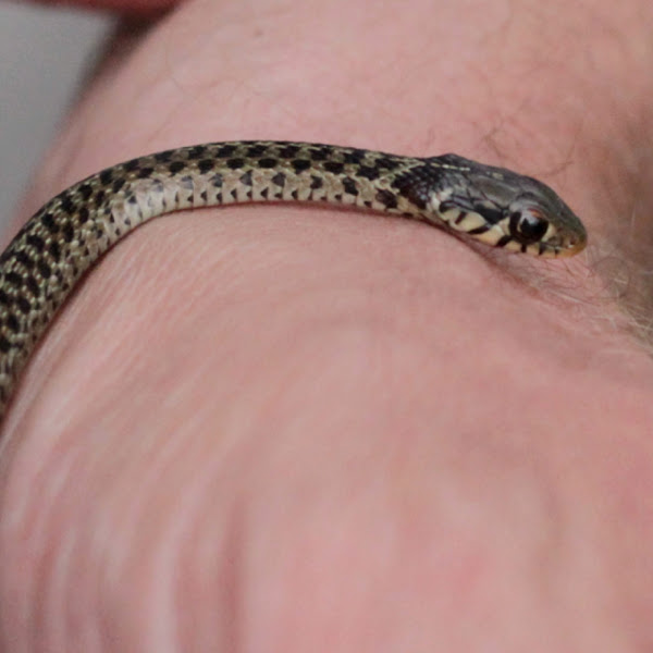 Eastern Garter Snake | Project Noah