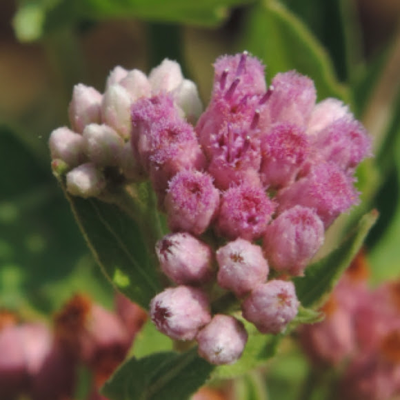 Southern Marsh Fleabane | Project Noah
