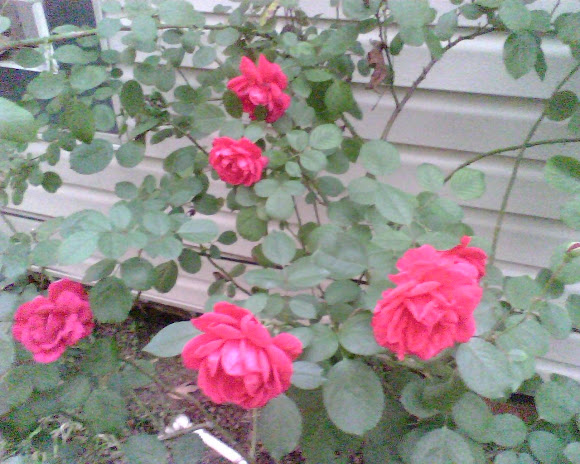 red rose | Project Noah