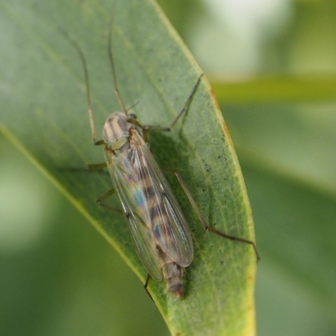 Non-biting Midge | Project Noah