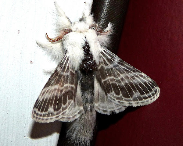 Large Tolype Moth | Project Noah
