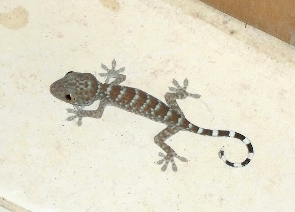 Baby Tokay Gecko | Project Noah