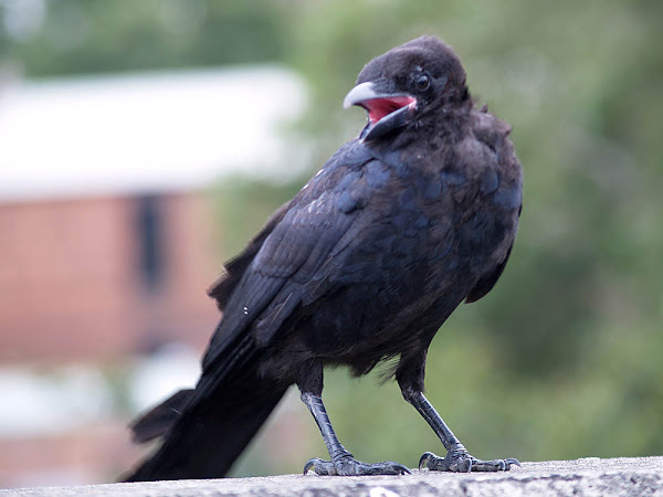 Forest Raven? | Project Noah