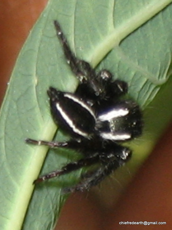 Jumping Spider | Project Noah