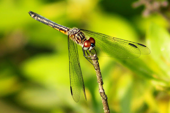 Blue Dasher Dragonfly (female) | Project Noah
