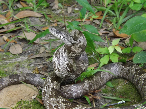 Gray Rat Snake | Project Noah
