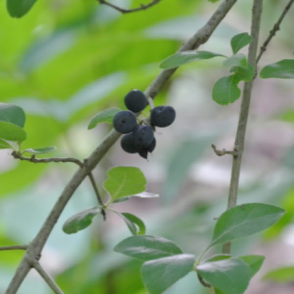 Elbow bush. Spring herald | Project Noah