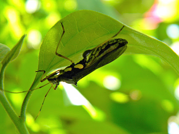 bean bug | Project Noah