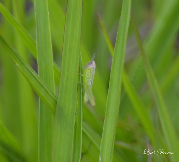 Grasshopper | Project Noah