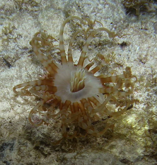 Tube-dwelling Anemone | Project Noah