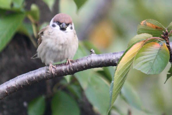Eurasian tree sparrow | Project Noah