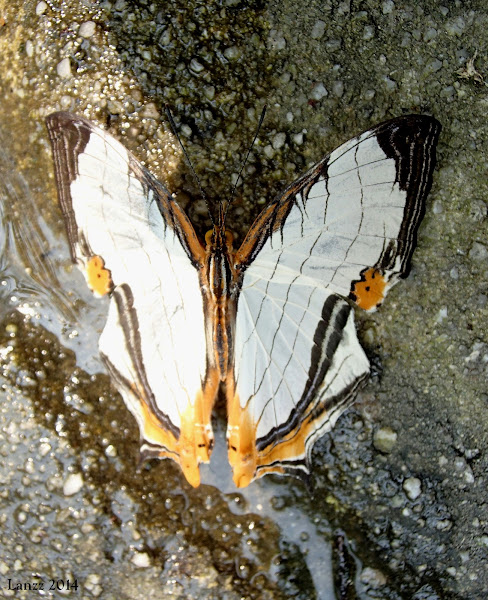 Straight Line Mapwing | Project Noah