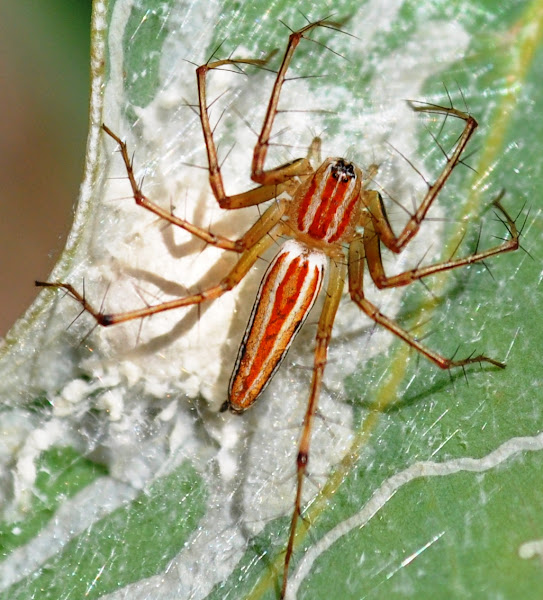 Lynx Spider | Project Noah