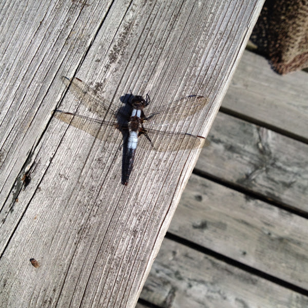 Chalk-fronted Corporal (male) | Project Noah