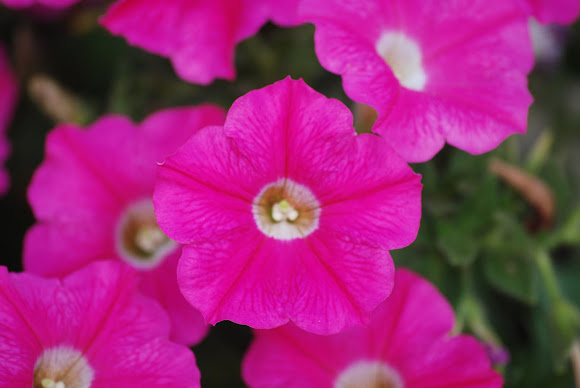 petunia | Project Noah