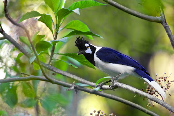 Tufted Jay | Project Noah