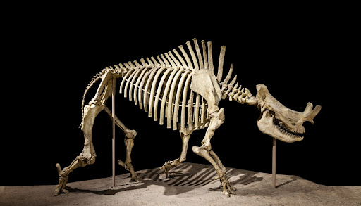 Brontothere mammal (composite) — Google Arts & Culture