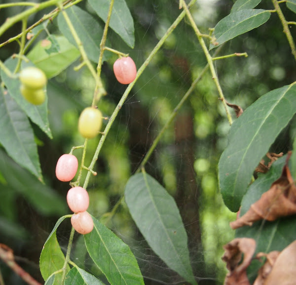 Red tent spider | Project Noah