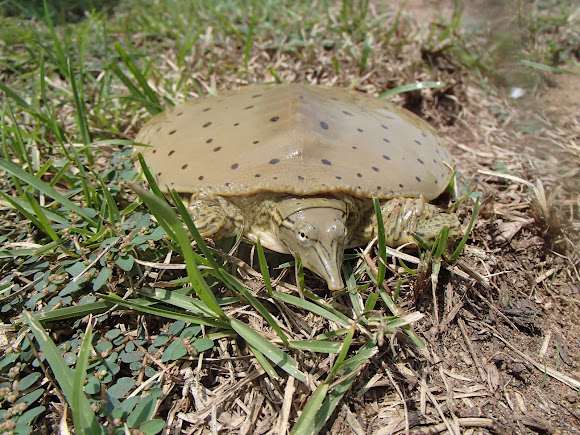 Gulf Coast spiny softshell | Project Noah