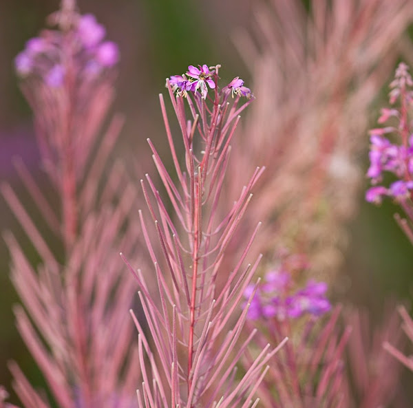 Fireweed | Project Noah