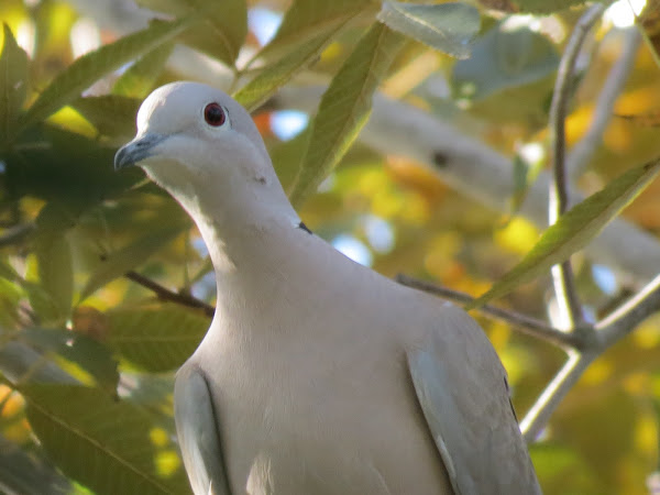 Collared dove | Project Noah