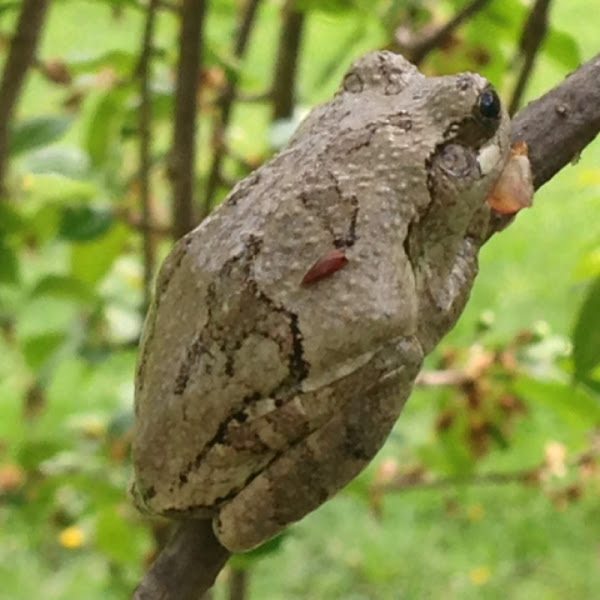 Cope's gray tree frog | Project Noah